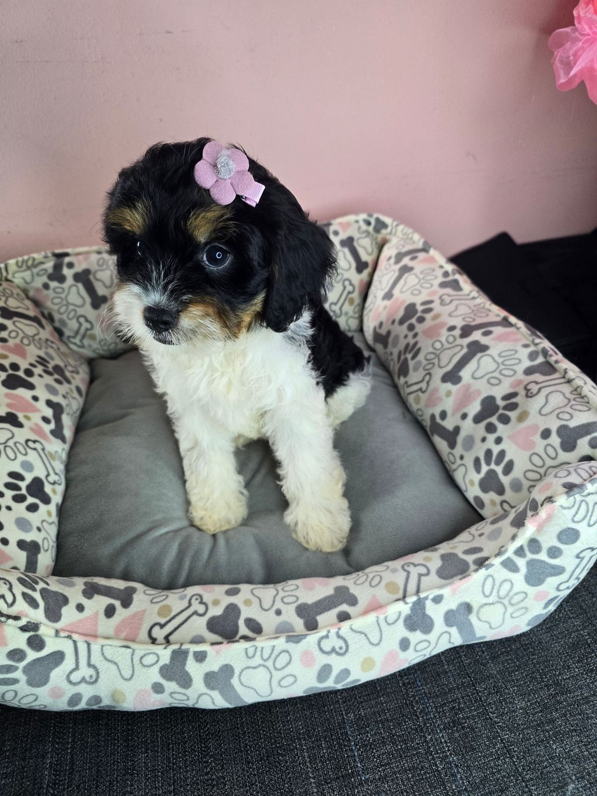 Standard Yorkie (Melody) ON SALE - DOB: 3/1/2024 | Precious