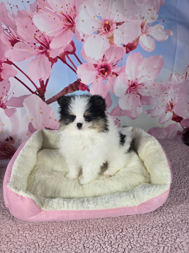 Teacup Puppies for Sale in Georgia | Adopt Teacup Puppies