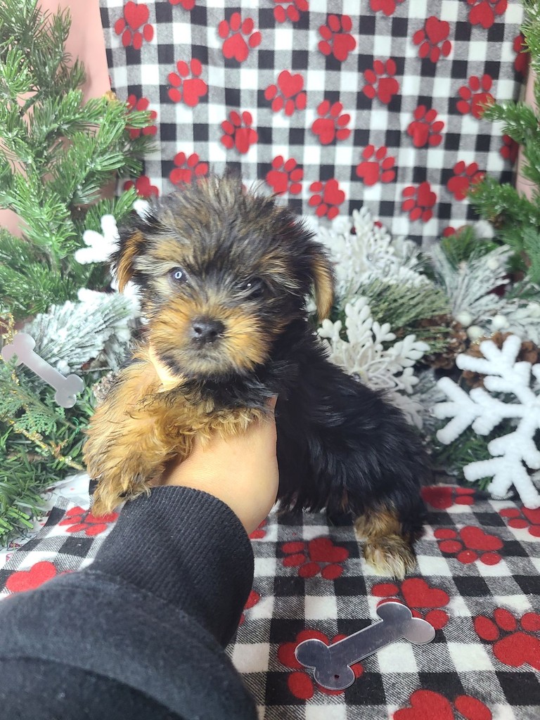 Adorable Available Puppies for Sale - Find Your Perfect Pet