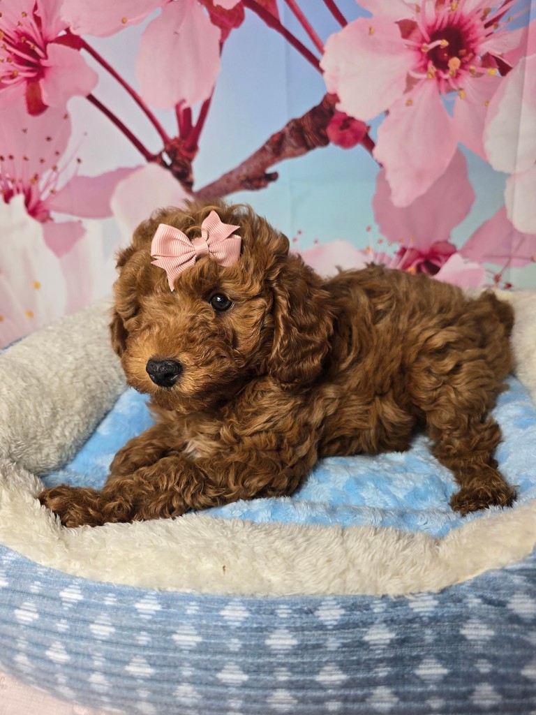 Teacup Puppy Store in Norcross, GA | Precious Petite Puppies